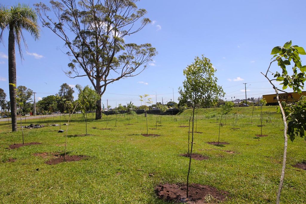 Curitiba ganhou 139 mil novas árvores em apenas três anos - MercadoETC