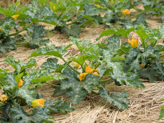 Aprenda como plantar abóbora orgânica - CicloVivo