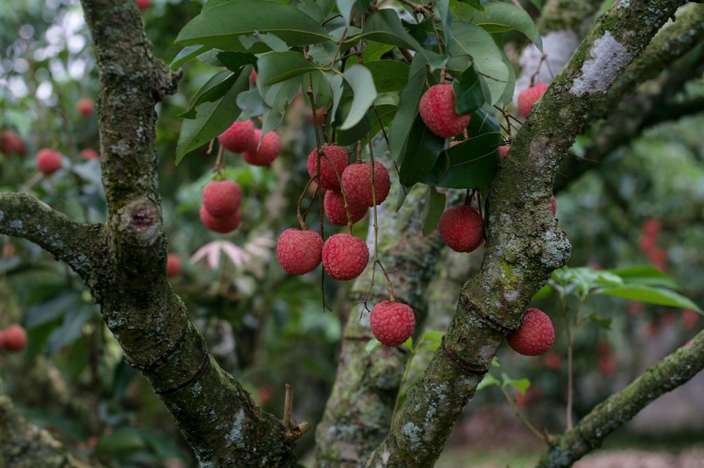 Como plantar lichia orgânica - CicloVivo