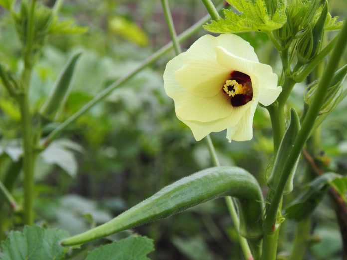 Como plantar quiabo orgânico