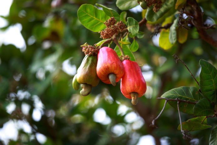 Tudo sobre como plantar caju orgânico