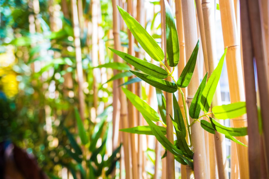 Saiba tudo sobre como plantar bambu