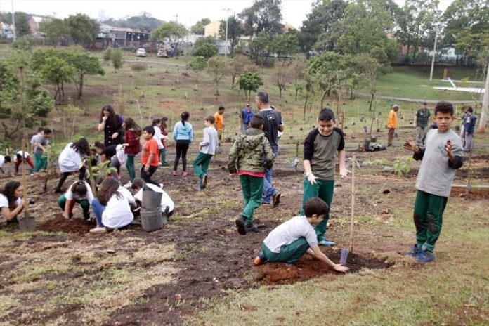 Curitiba vai plantar 100 mil mudas de árvores | CicloVivo