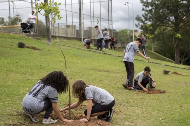 Curitiba vai plantar 100 mil mudas de árvores | CicloVivo