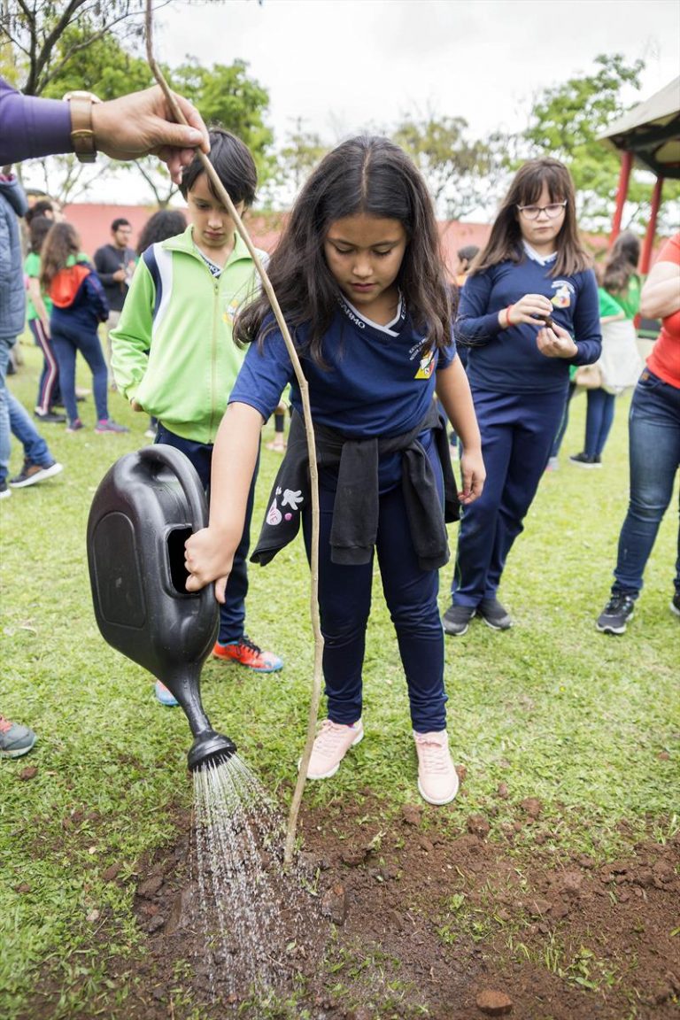 Curitiba vai plantar 100 mil mudas de árvores | CicloVivo