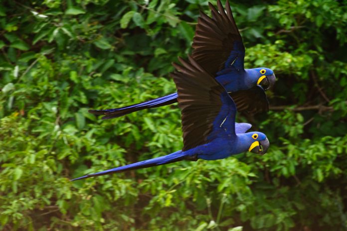 Incêndios no Pantanal prejudicam sobrevivência da arara-azul | CicloVivo