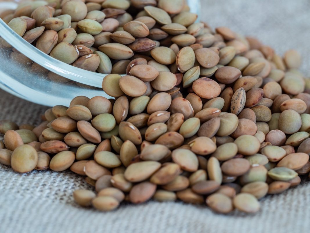 Lentilha: 7 curiosidades e 1 receita para o réveillon - CicloVivo