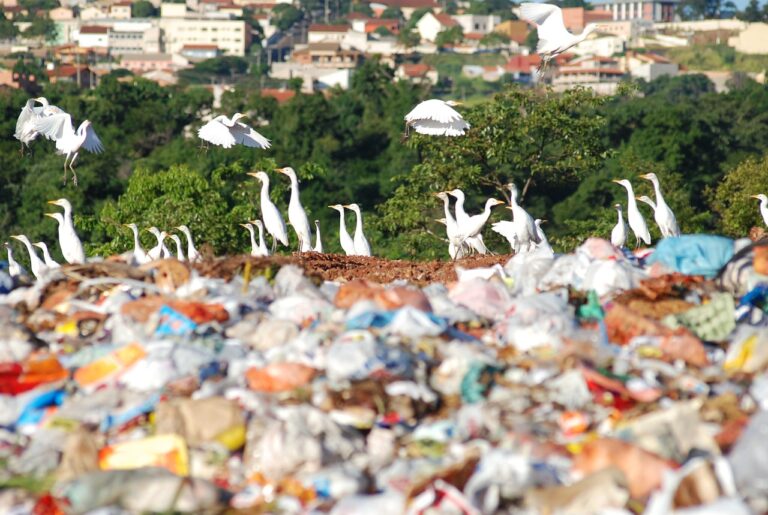 Número de lixões a céu aberto cresce em São Paulo - CicloVivo
