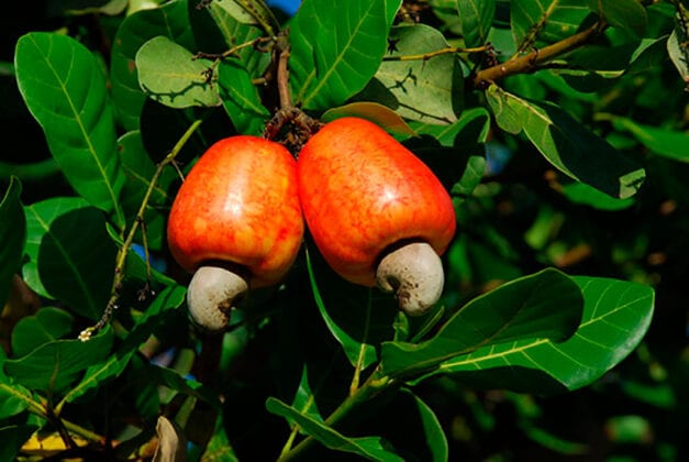 13 frutas da Caatinga e do Cerrado que precisamos conhecer - CicloVivo