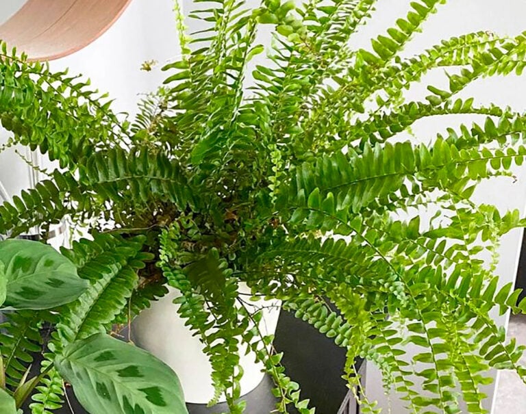 Aprenda a plantar e cuidar de samambaias de forma orgânica