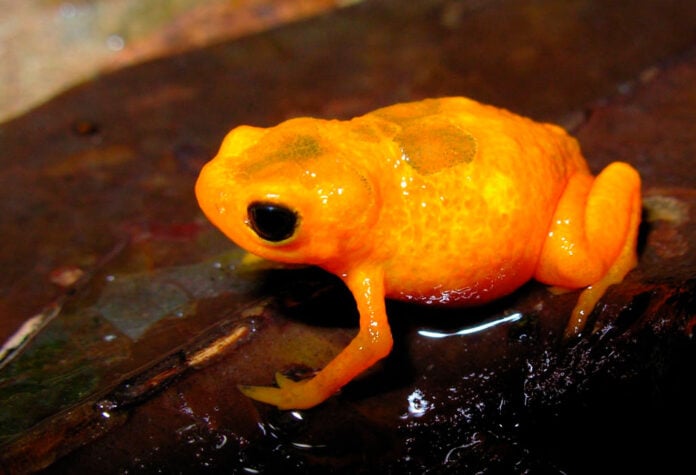 Nova espécie de sapo é descoberta na Serra do Mar - CicloVivo