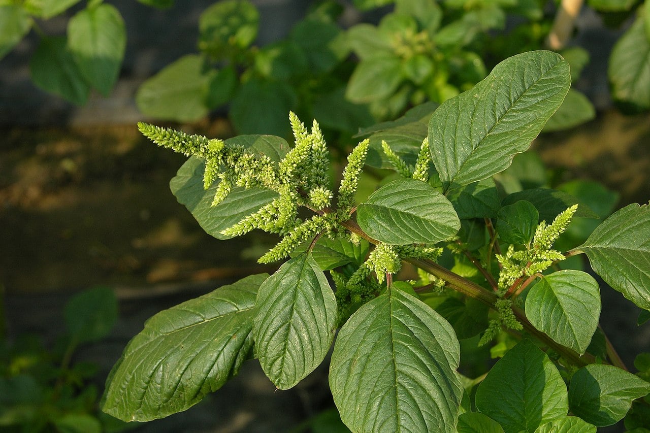 Conheça três plantas comestíveis que quase toda calçada tem – Arquivo ...