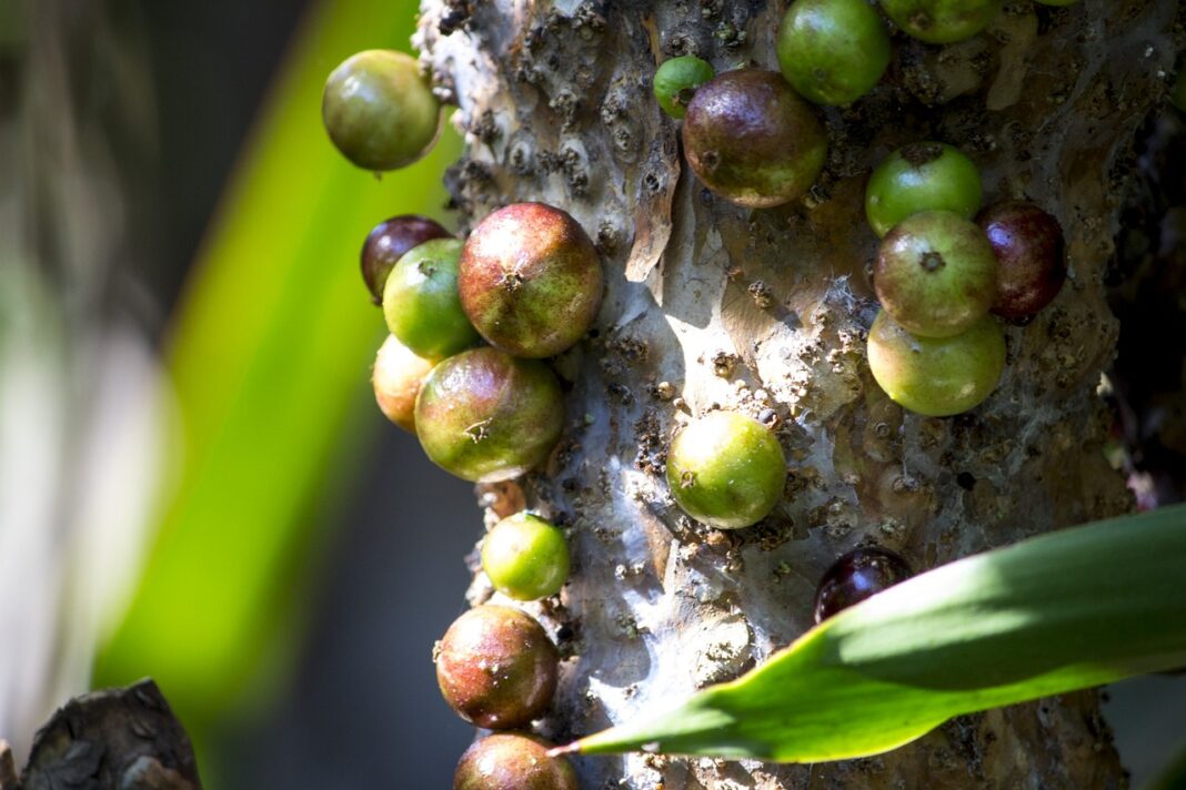 Paisagistas ensinam a plantar jabuticaba em casa - CicloVivo