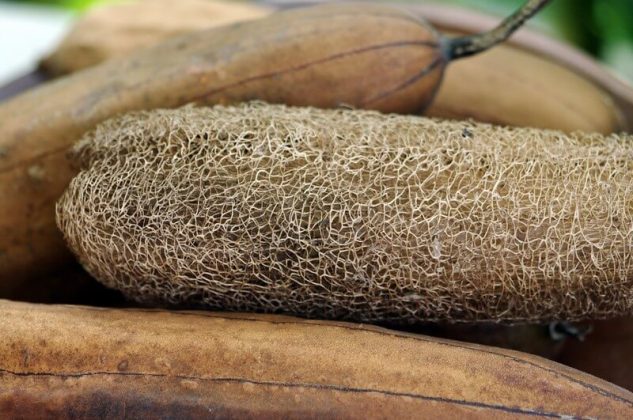 Como plantar sua própria bucha vegetal | CicloVivo
