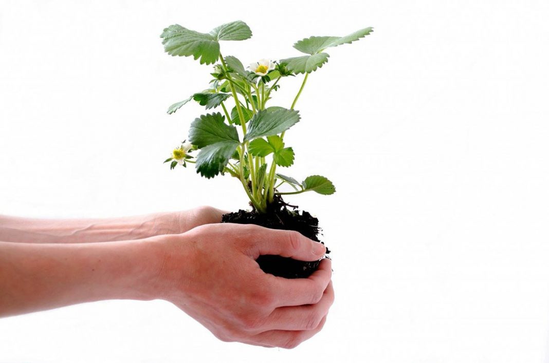 Como plantar morango em casa? - CicloVivo