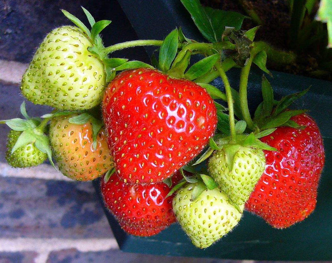 Como plantar morango em casa? - CicloVivo