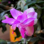 7 dicas para plantar e cuidar da flor de maio - CicloVivo