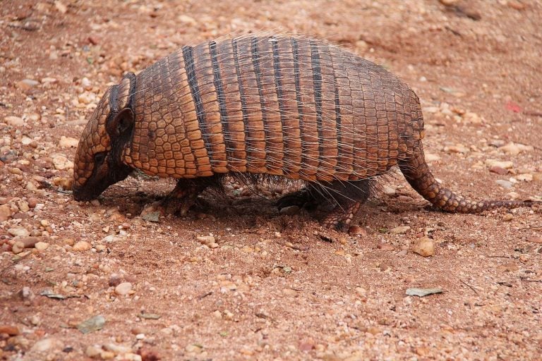 Tatu-bola, mascote da Copa de 2014, ganha plano de conservação