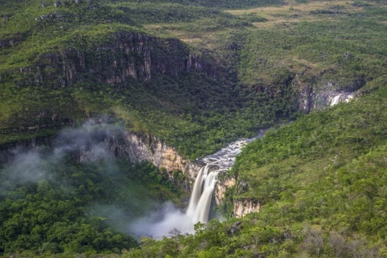 Biólogo aponta 5 curiosidades sobre o Cerrado | CicloVivo