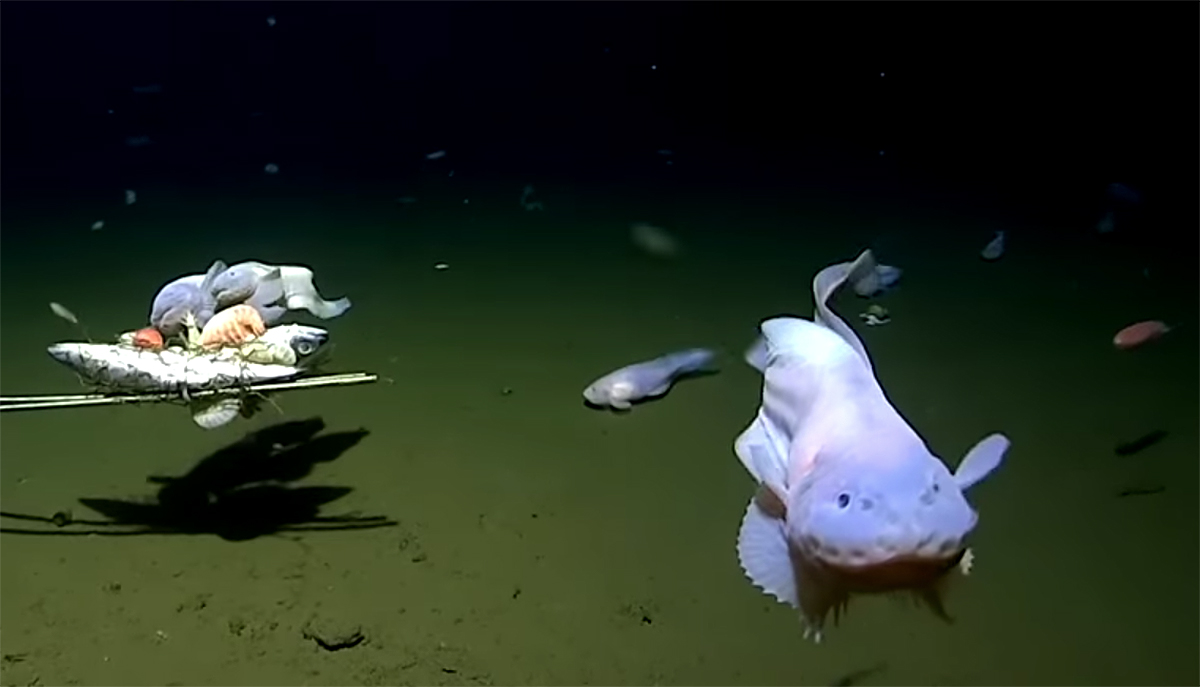 Nova espécie de peixe é descoberta a mais de 8km de profundidade