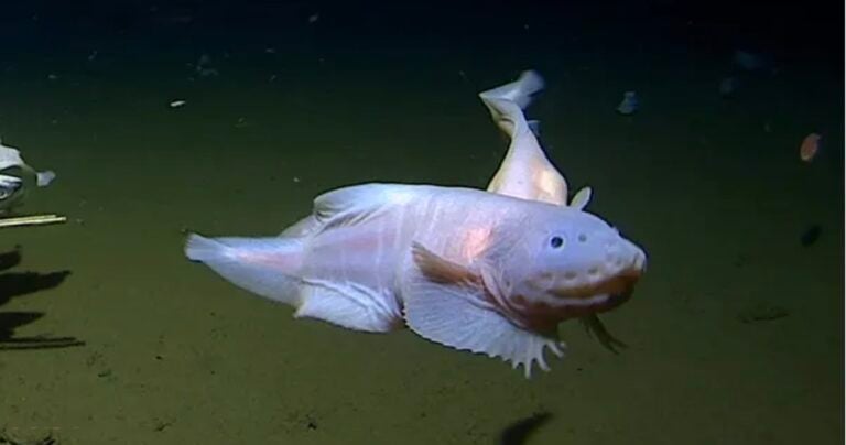 Nova espécie de peixe é descoberta a mais de 8km de profundidade