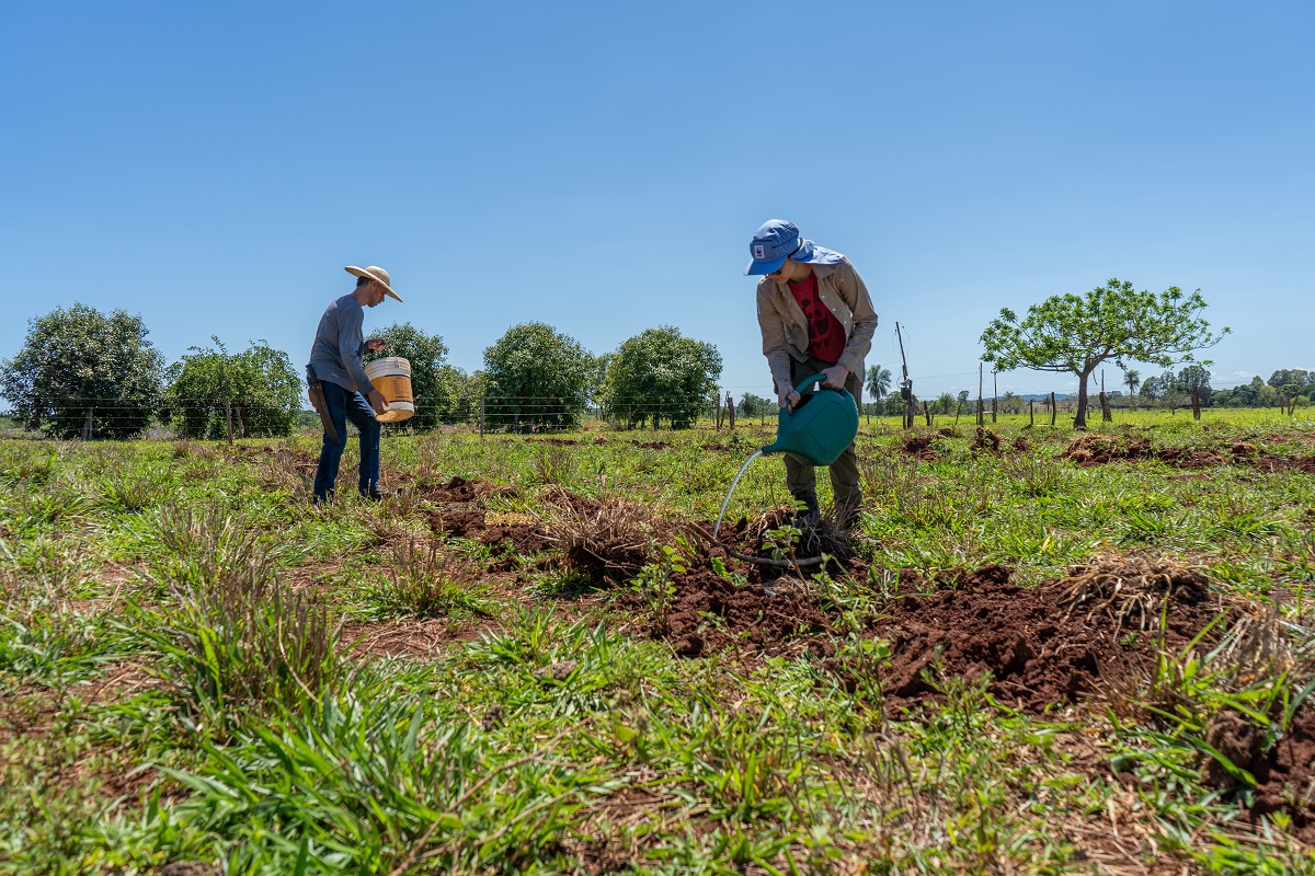 Produtora usa baru para reabilitar pastagem degradada | CicloVivo