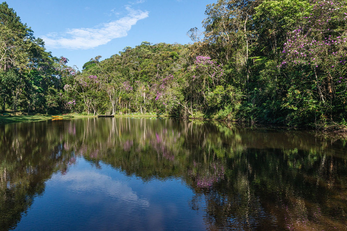 Dia da Mata Atlântica: mergulhe neste bioma brasileiro - CicloVivo