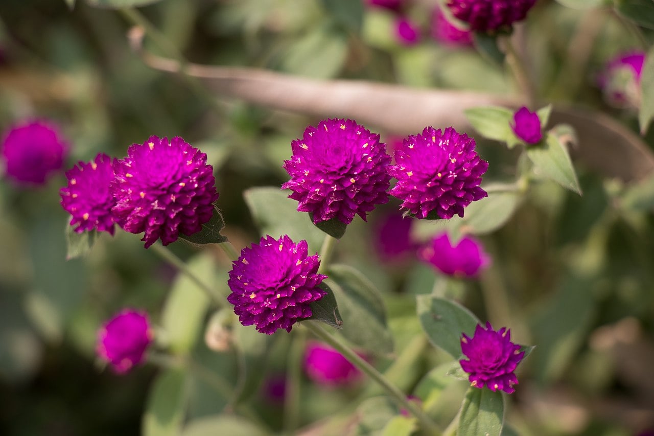 5 flores para plantar em junho em qualquer região do Brasil