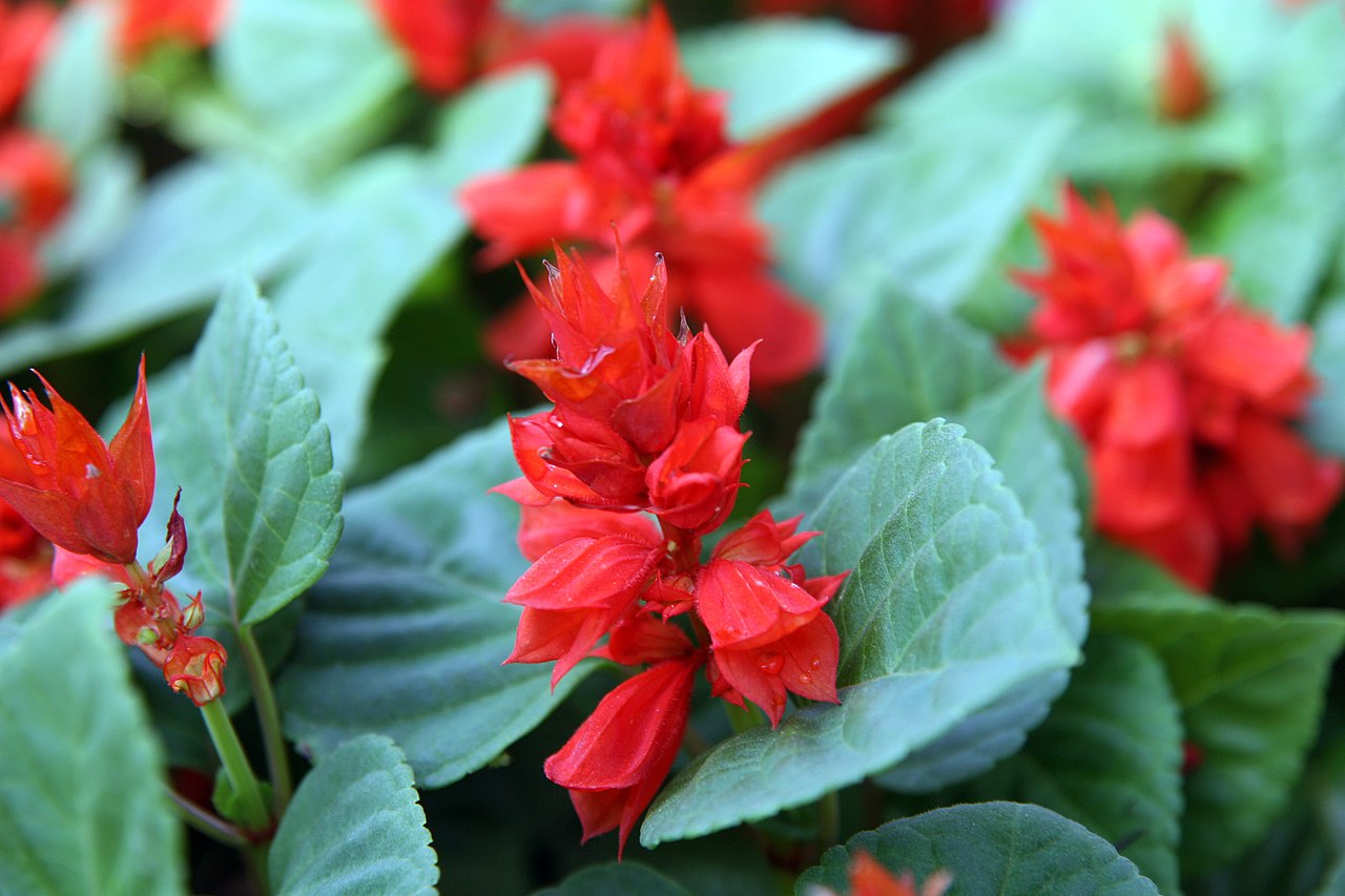 5 flores para plantar em junho em qualquer região do Brasil