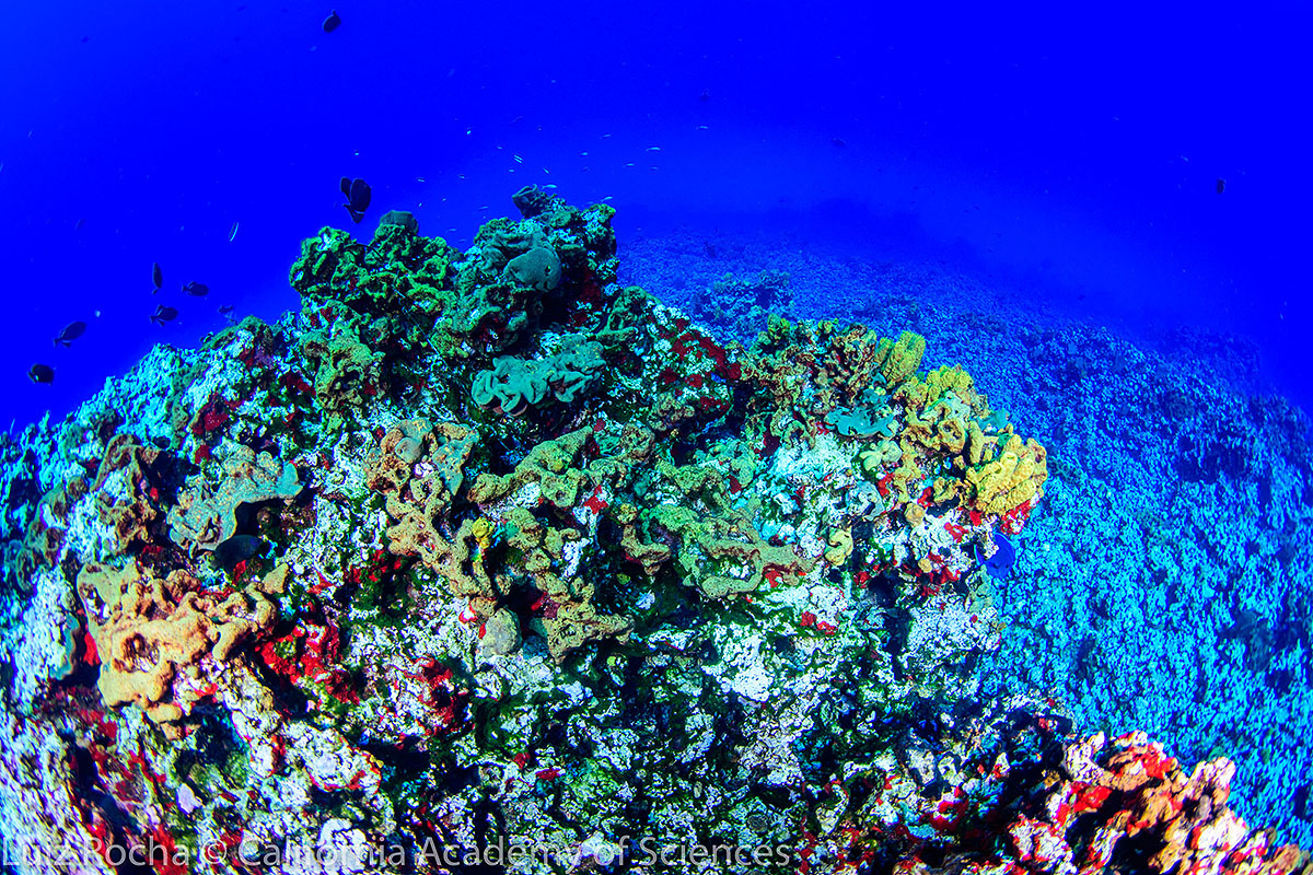 Montes submarinos com recifes são descobertos no Espírito Santo