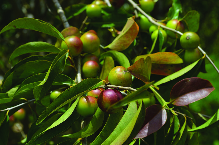 Fruta recordista em Vitamina C ajuda a restaurar a floresta amazônica
