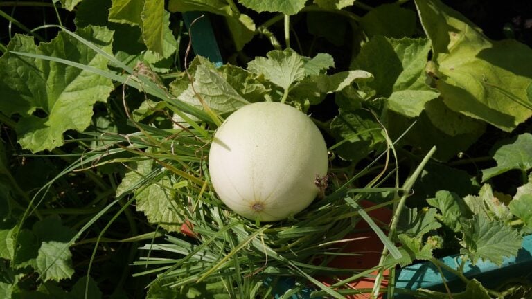 Saiba como plantar melão de maneira prática e rápida - CicloVivo