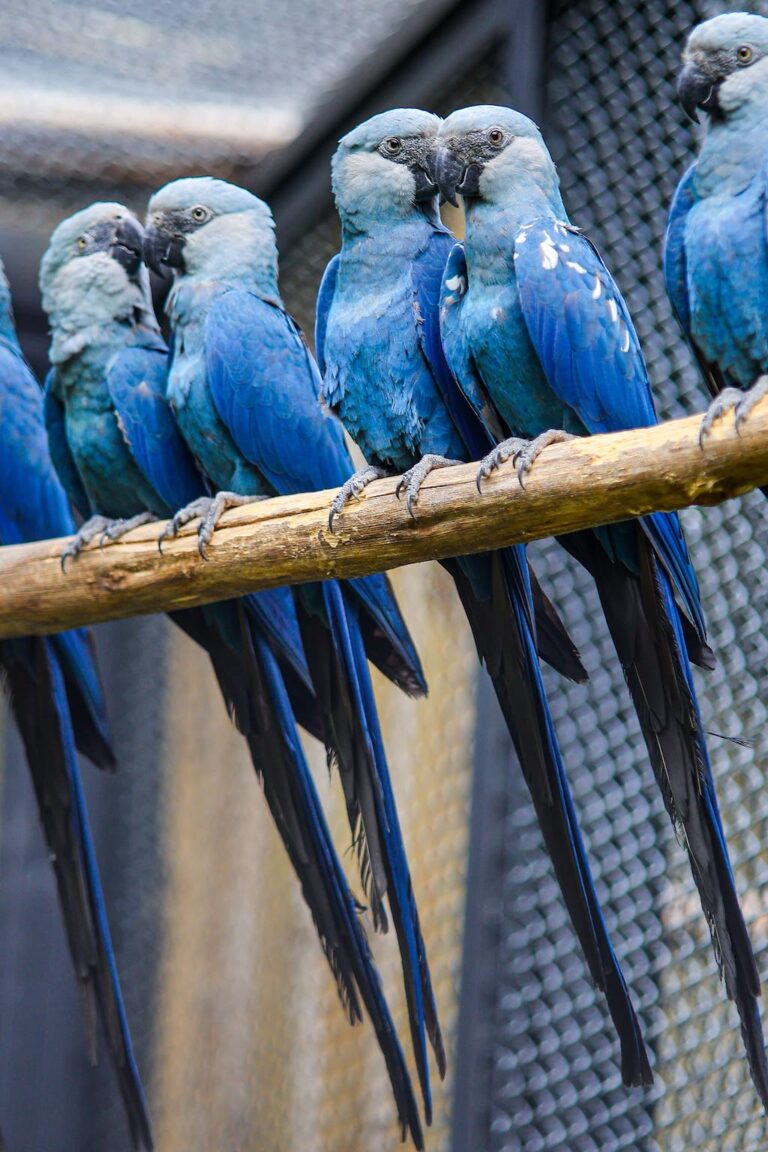 Centro de Conservação para a ararinha-azul é inaugurado em SP - CicloVivo