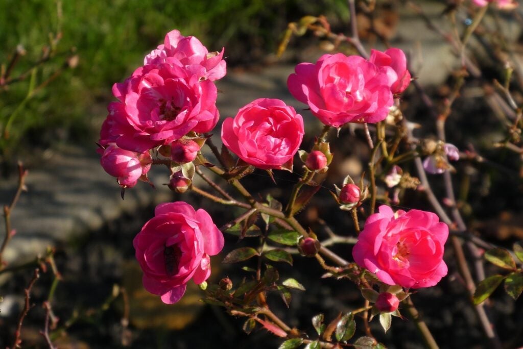 Dicas para plantar e cuidar de mini-rosas - CicloVivo