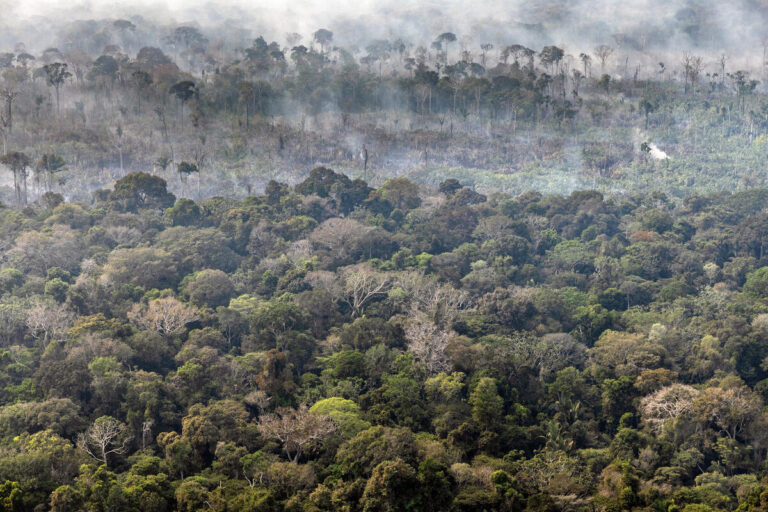 Brasil lança fundo para remunerar quem preserva florestas - CicloVivo