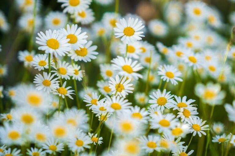 Aprenda a plantar e cuidar das margaridas - CicloVivo
