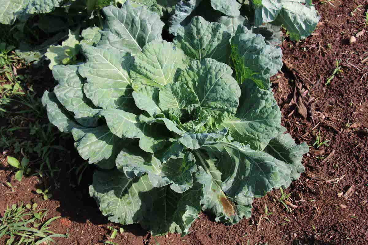 Horta circular gera renda para agricultores em Minas - CicloVivo