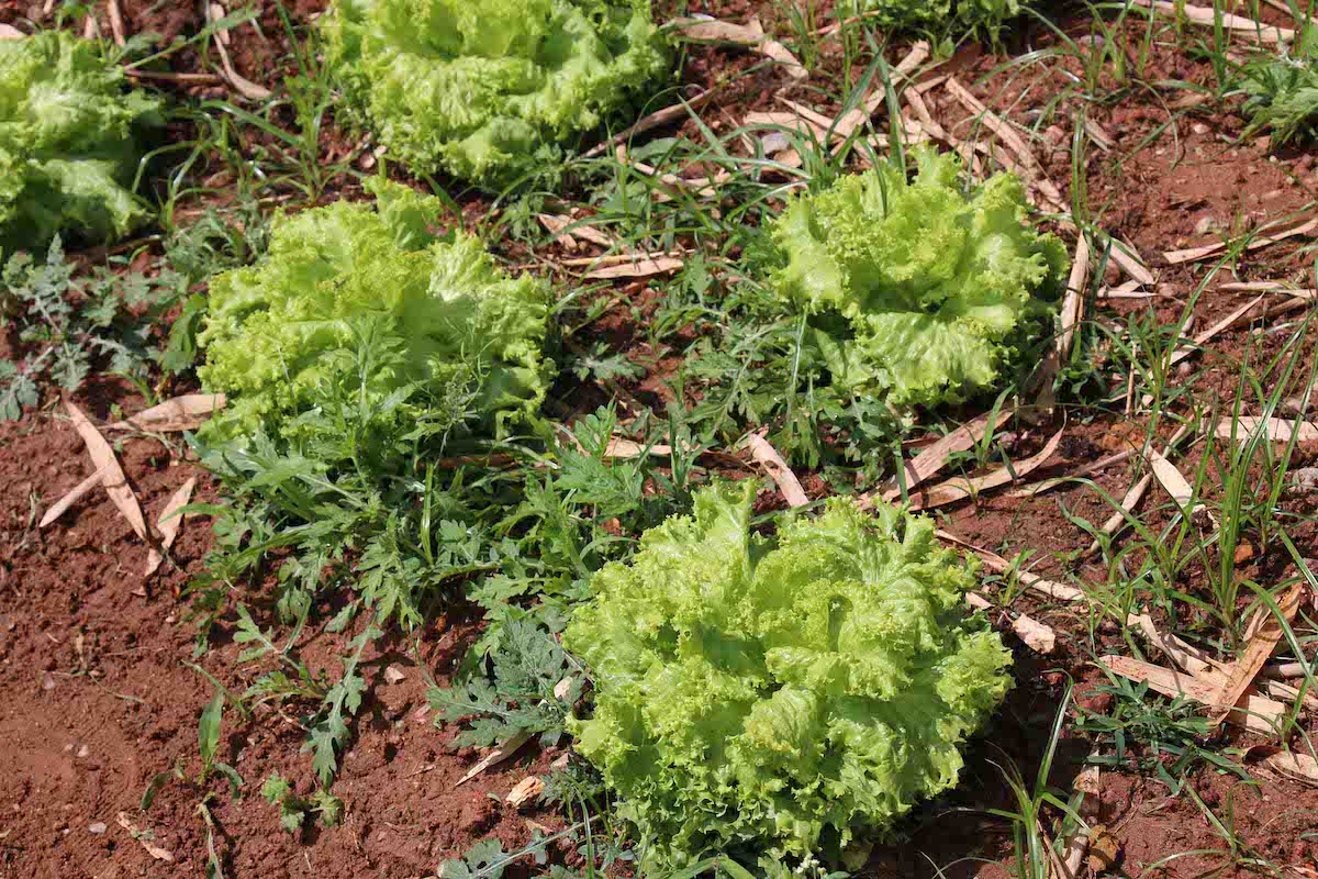 Horta circular gera renda para agricultores em Minas - CicloVivo
